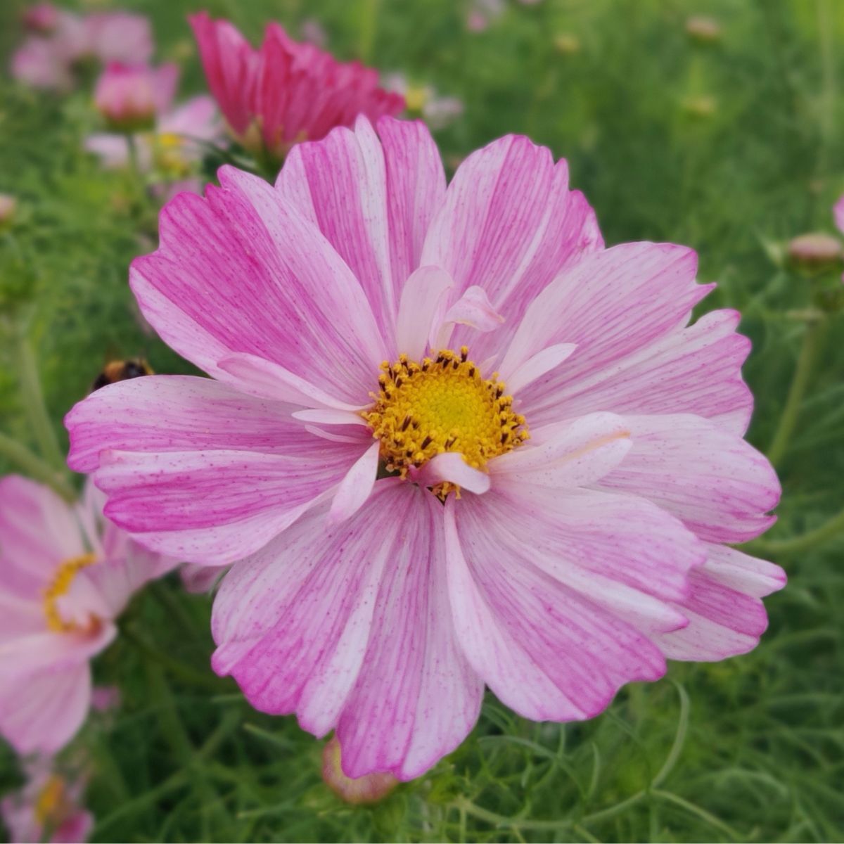 Cosmos- Rosetta seeds | The Seed Collection