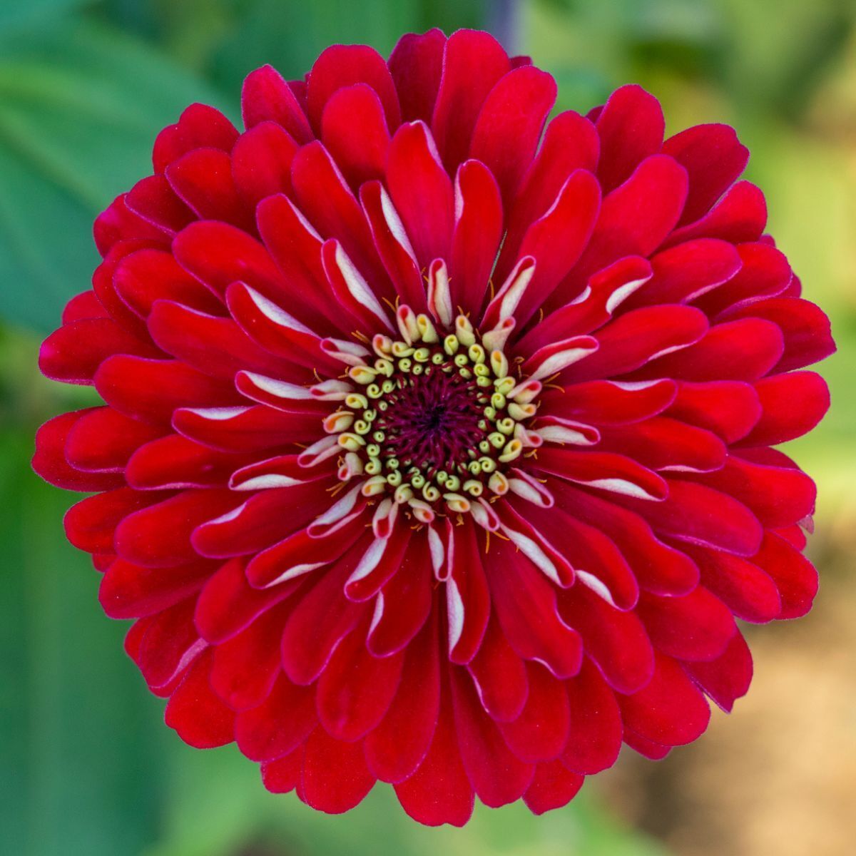 Zinnia- Benary's Giant Deep Red seeds | The Seed Collection
