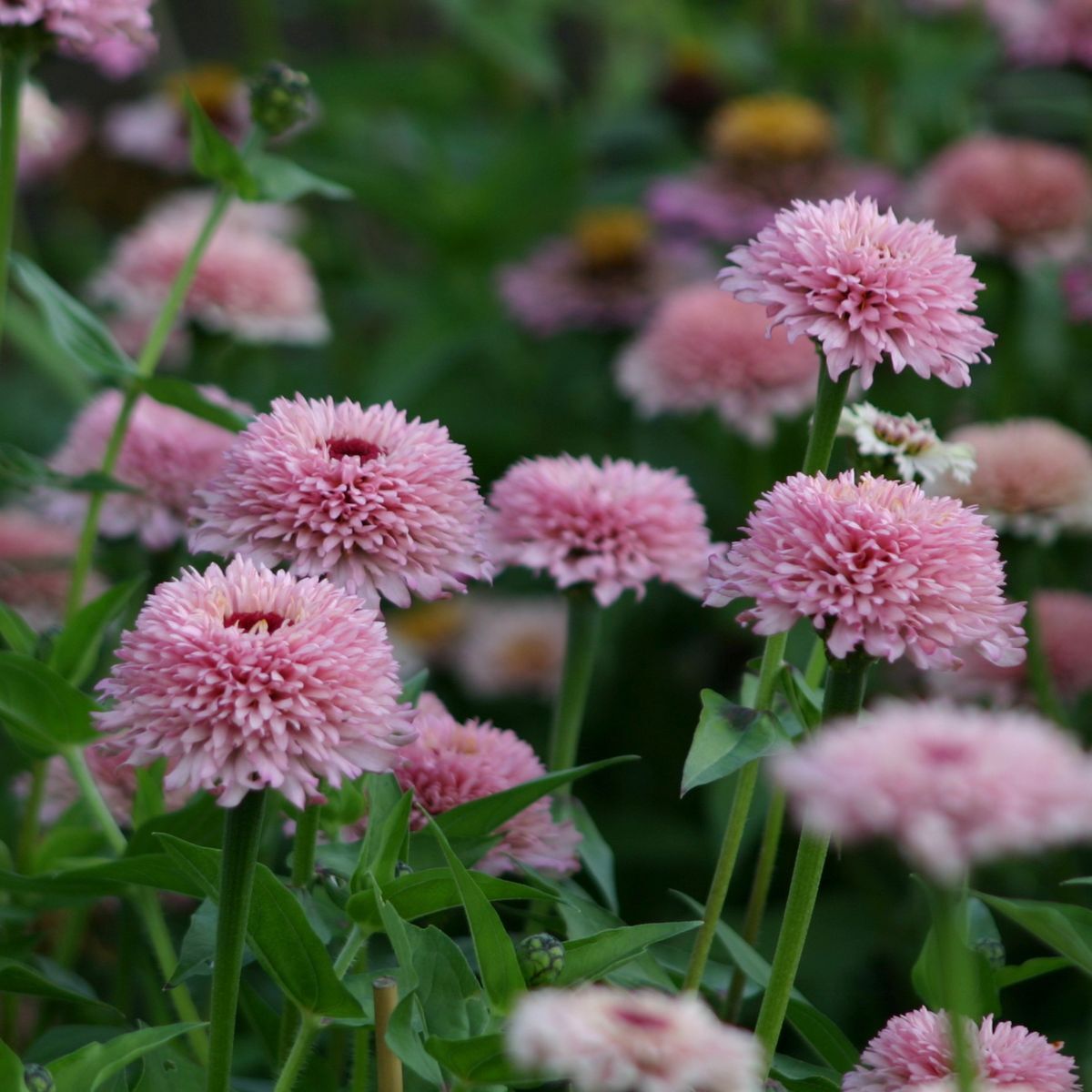 Zinnia- Zinderella Lilac seeds | The Seed Collection