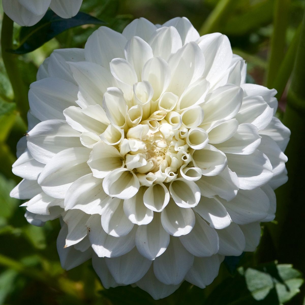 Dahlia- Snow Princess (Tuber) | The Seed Collection
