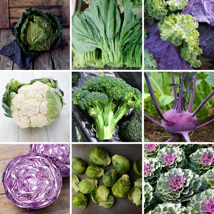 Artificial Selection, Heirloom Seeds & Amazing Variety They Bring to ...