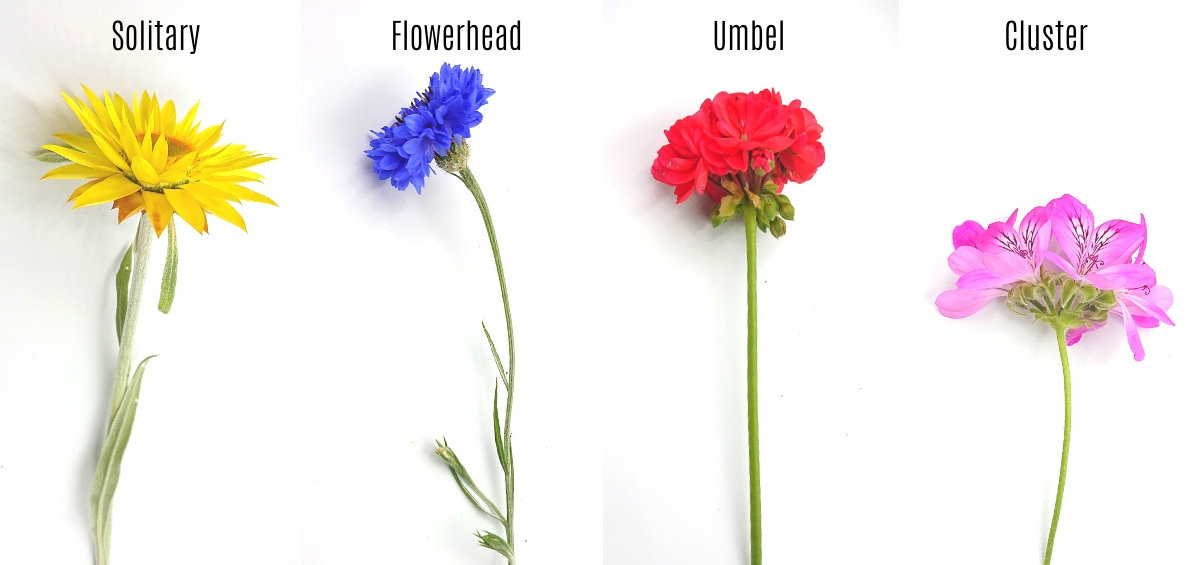 A Brief Guide to the Different Flower Types, Shapes, and Growing ...