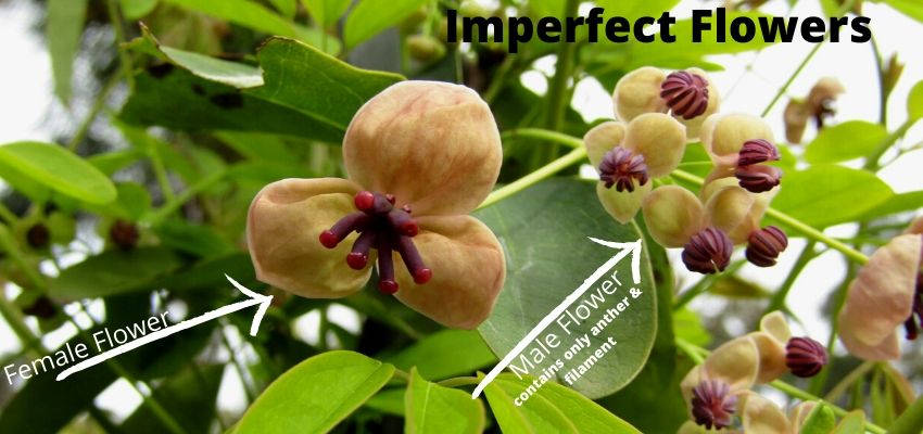 The Anatomy of a Flower: The Real Story Behind Garden Blooms | The Seed ...