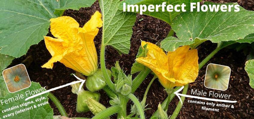 The Anatomy of a Flower: The Real Story Behind Garden Blooms | The Seed ...