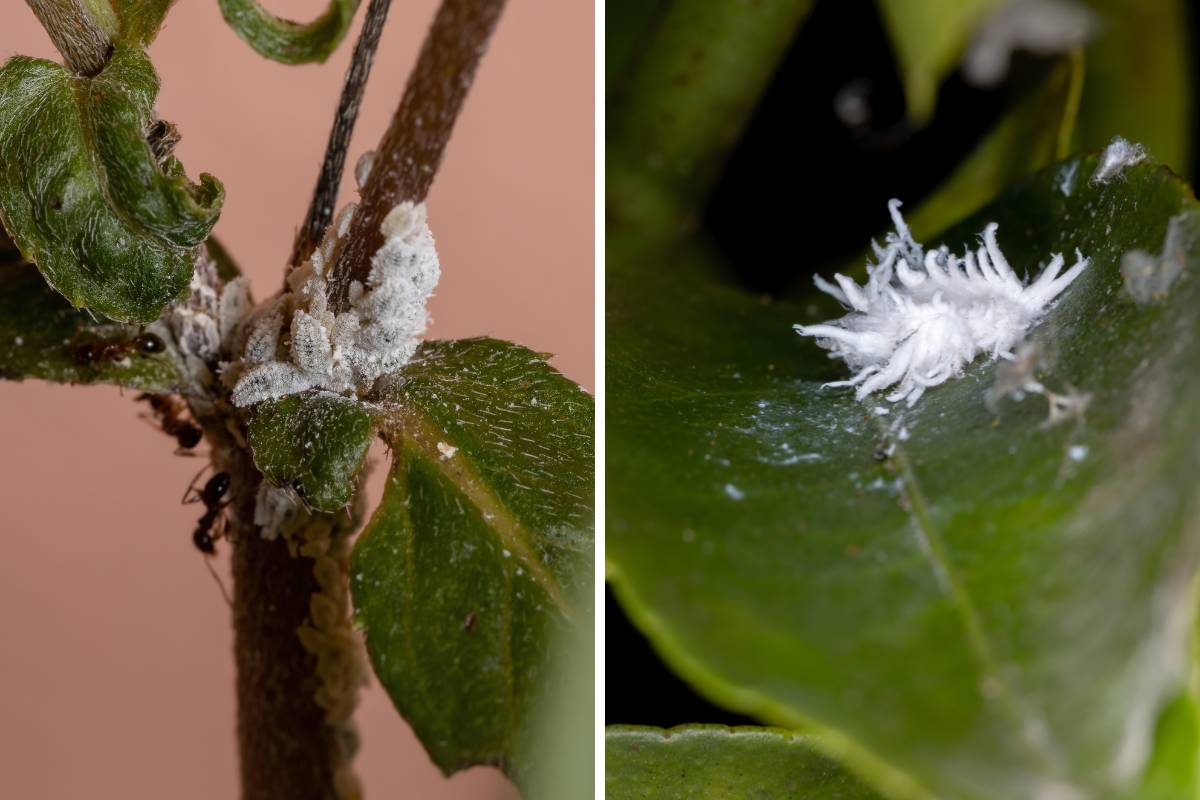 Mealybugs: First Aid for Mild and Severe Infestations | The Seed Collection