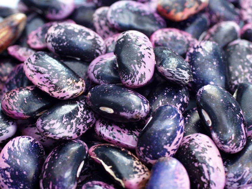 Scarlet Runner Beans - How to Grow from Seed to Harvest | The Seed ...