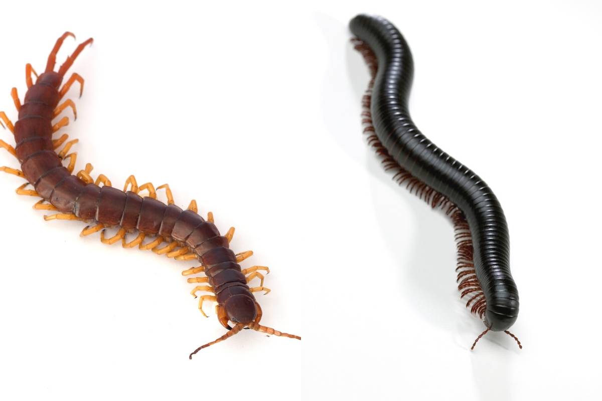 Millipede Vs Centipede