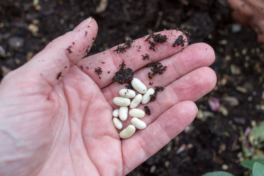 Green Beans: A Vegetable Patch Staple | The Seed Collection