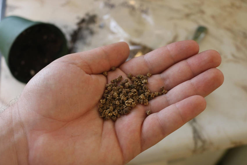 Beetroot: An Underrated Addition to Your Veggie Patch | The Seed Collection