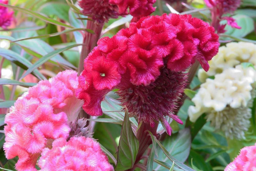 Fasciation: What It Is and How It Can Affect Your Plants | The Seed ...