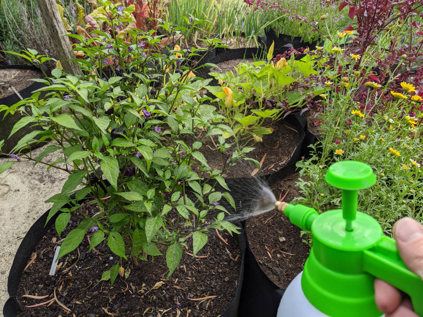 Foliar Feeding: Fast Nutrition for Your Plants | The Seed Collection