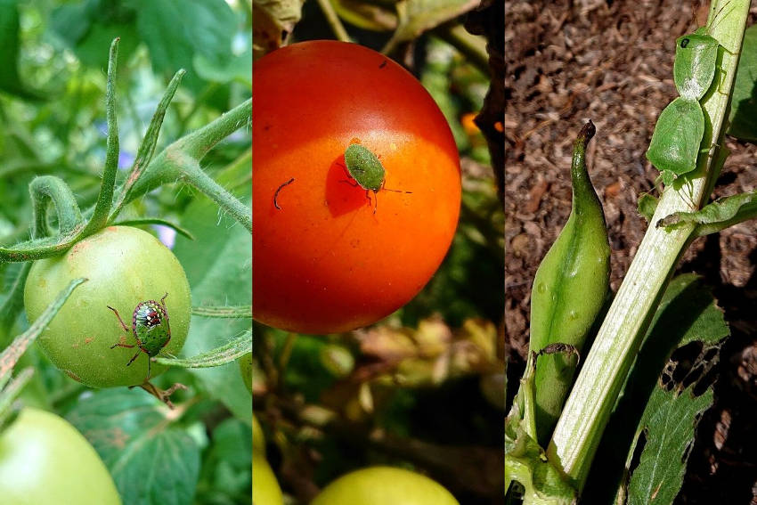 How to Protect Crops from the Green Vegetable Bug | The Seed Collection