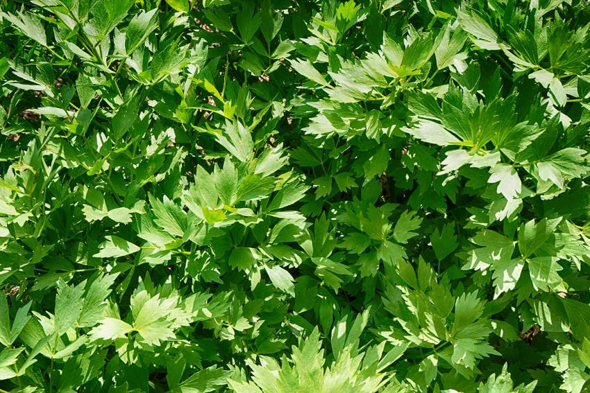 Lovage: An Underappreciated Herb That's Easy to Grow | The Seed Collection