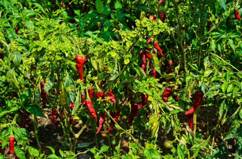 How to Overwinter Chillies | The Seed Collection