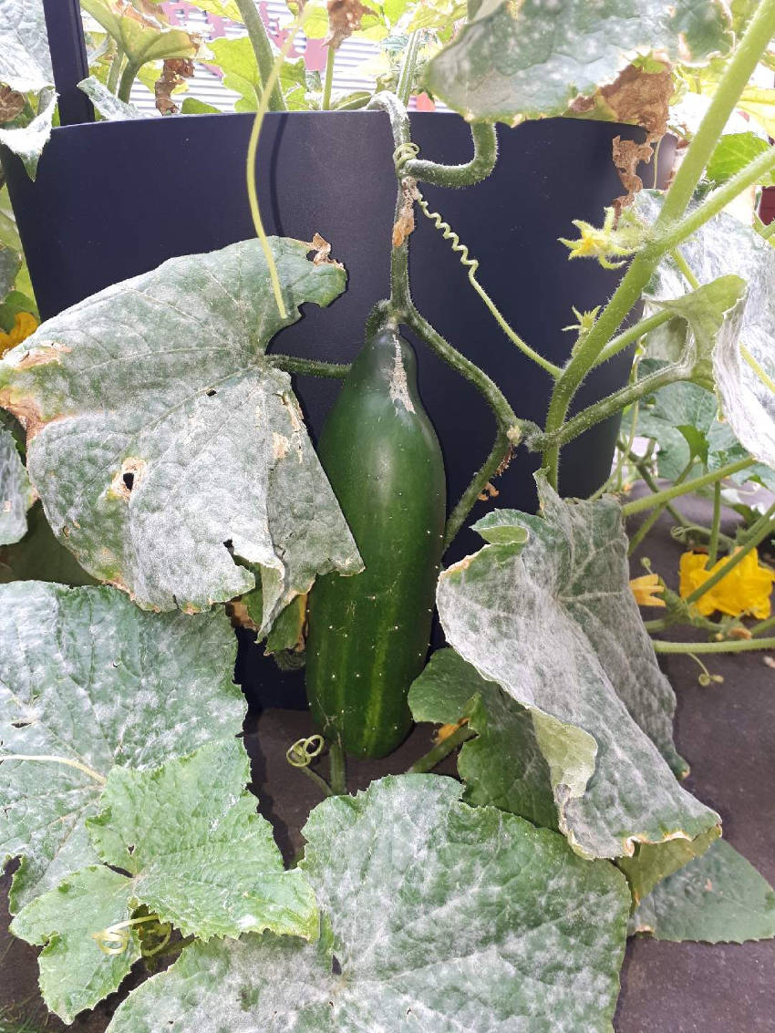 Powdery Mildew: How to Deal with the Cucurbits' Most Common Problem ...