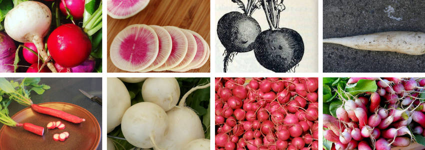 Five Reasons to Grow Radishes | The Seed Collection