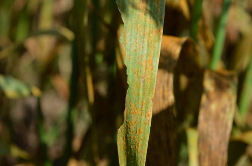 Rust Fungus: Controlling and Preventing Infection | The Seed Collection