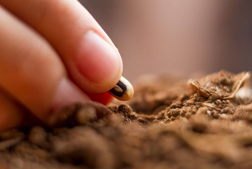 Growing from Seed: How Deep Should You Sow? | The Seed Collection