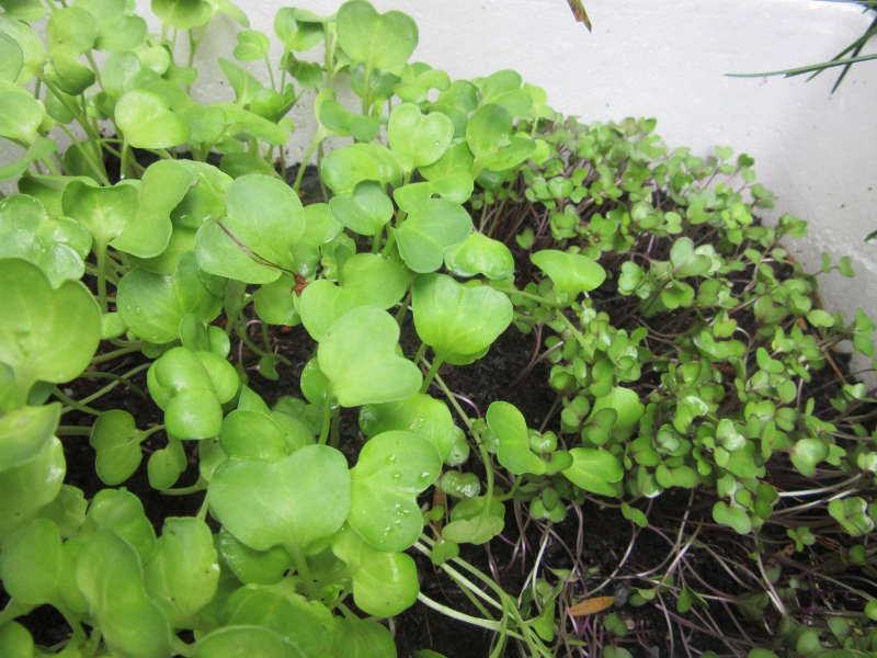 Homemade Wicking Boxes | TheSeedCollection