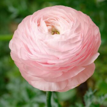 Ranunculus | The Seed Collection
