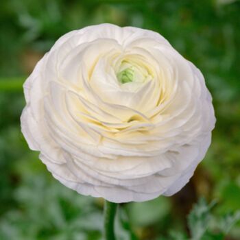 How to Grow Ranunculus Corms | The Seed Collection