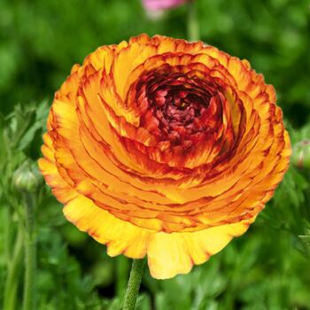Ranunculus | The Seed Collection
