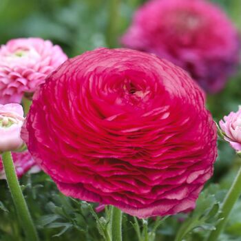 Ranunculus | The Seed Collection