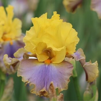 Iris bulbs | The Seed Collection