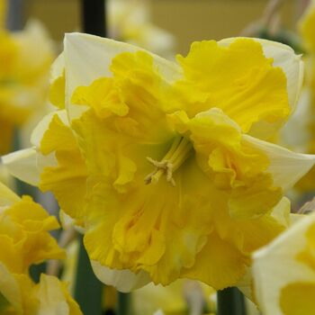 How to Grow Daffodil Bulbs | The Seed Collection