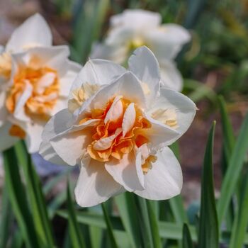 Daffodil and Jonquil bulbs | The Seed Collection