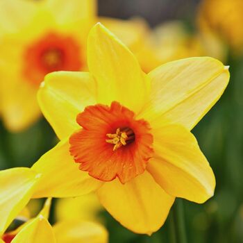 How to Grow Daffodil Bulbs | The Seed Collection