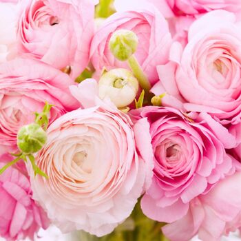 How to Grow Ranunculus Corms | The Seed Collection