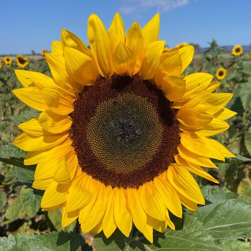 Sunflower- Supernova F1 seeds | The Seed Collection