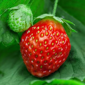 Fruit | The Seed Collection