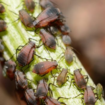 Pests & Diseases | The Seed Collection